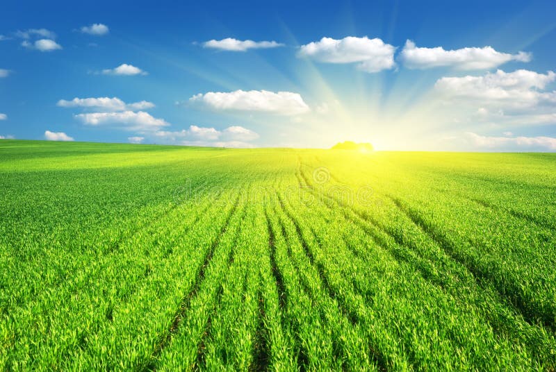 Big green meadow stock image. Image of land, cloudy, beautiful - 20804359