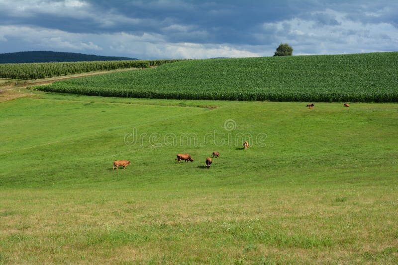A Meadow with Some Cows in Front of a Corn Field Stock Image - Image of ...