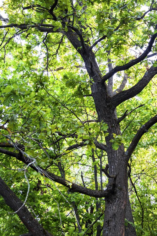 Big Oak Tree in Green Summer Forest Stock Image - Image of outdoor ...