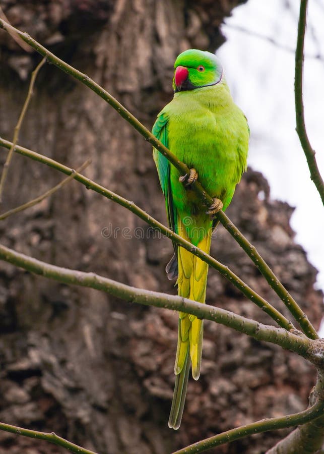 Big Green Parrot on a Branch Stock Image - Image of bright, friend ...