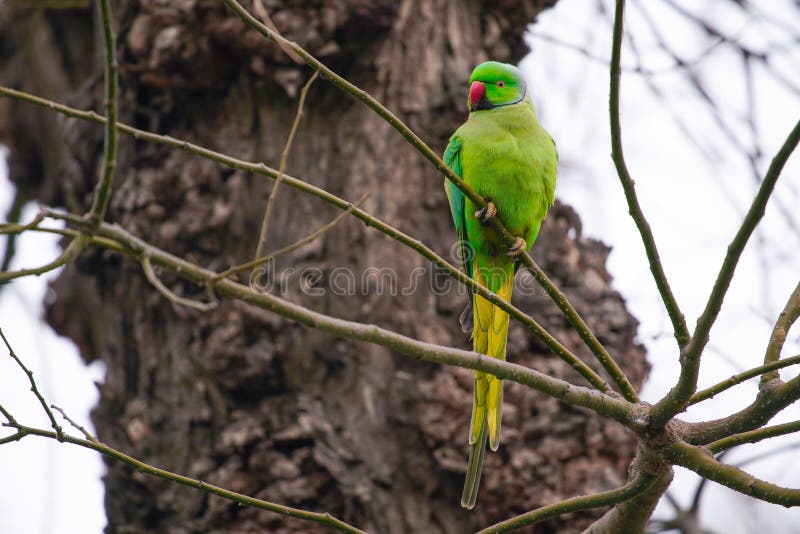 Big Green Parrot on a Branch Stock Photo - Image of feather, yellow ...