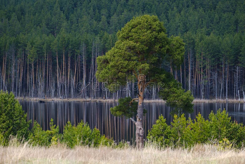 Big Green Pine Tree on the River Bank and Pine Forest Stock Photo ...