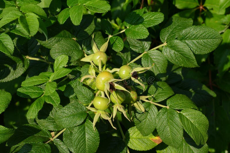 Big green rose hip stock photo. Image of leaf, dogrose - 158055002
