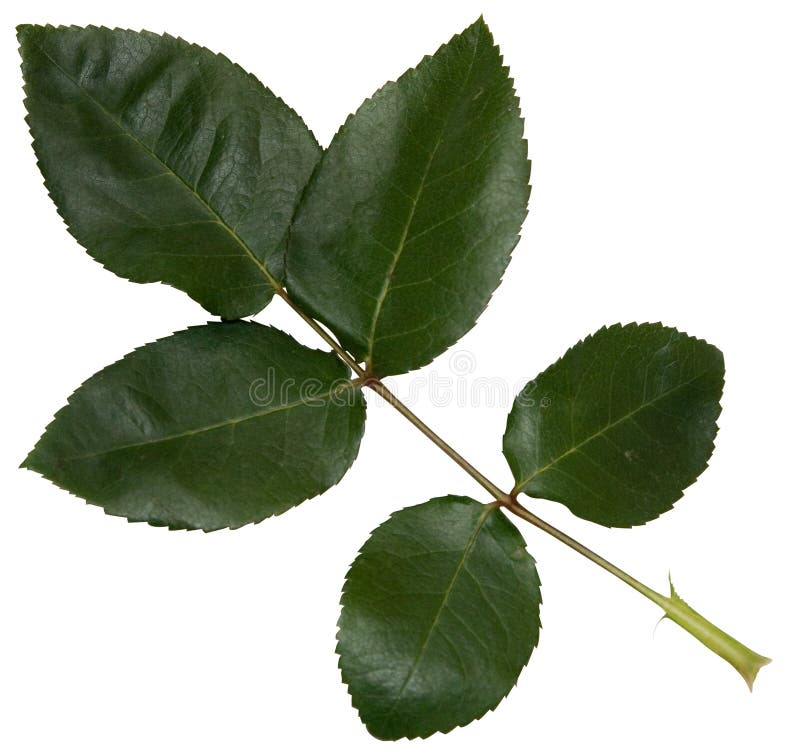 Rose Leaf Close-Up stock image. Image of shape, symmetrical - 2063045