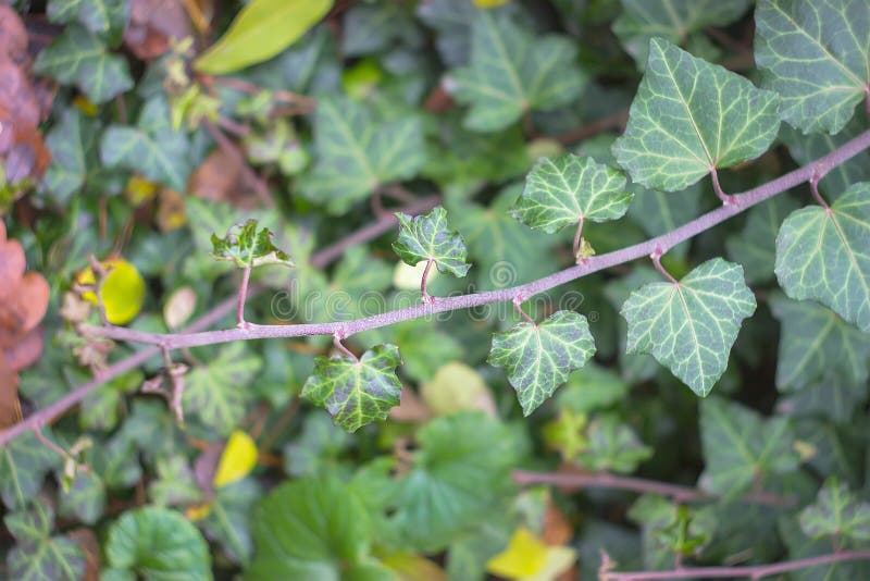 Green Round Leaves Surface Textures Background Stock Image - Image of ...