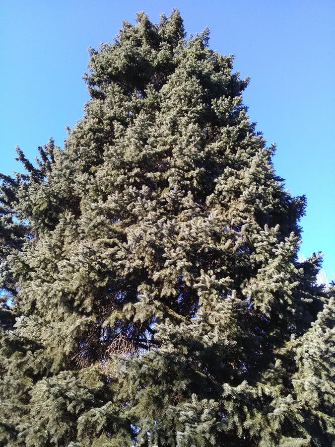 Big Green Spruce on Blue Sky Background Stock Photo - Image of covering ...