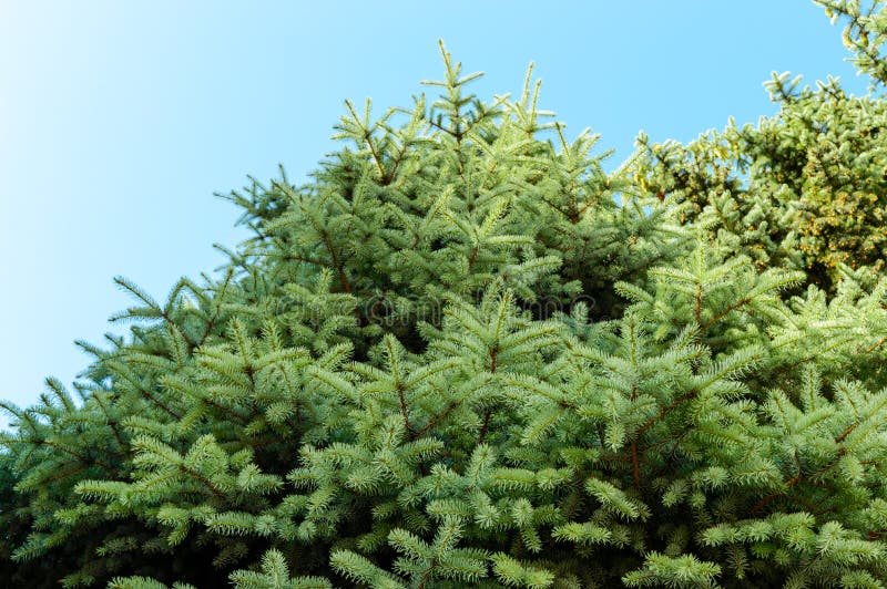 Big Green Spruce. Bottom View. Stock Photo - Image of pattern ...