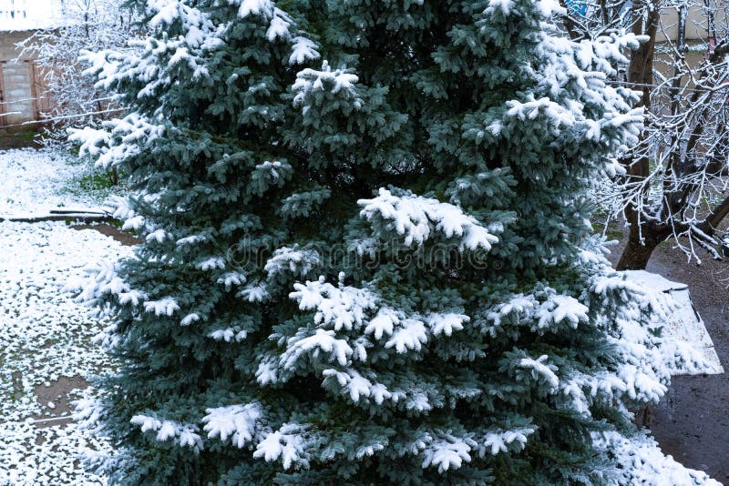 Big Green Spruce with Lying Snow on the Branches Stock Image - Image of ...