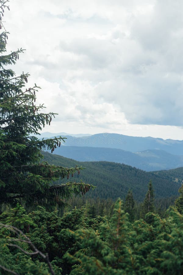 Big Green Spruce Tree with Mountains Landscape on the Background Stock ...