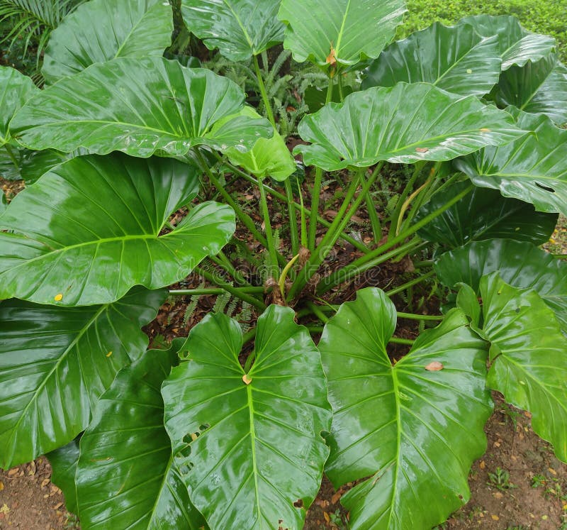 Big Green Taro Leaves after Rain Stock Image - Image of leaves, rain ...
