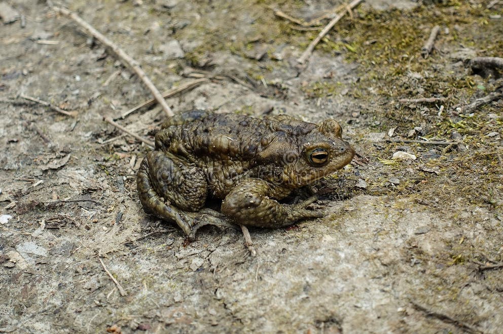 Big Green Toad in the Forest. Reptiles Stock Image - Image of landscape ...
