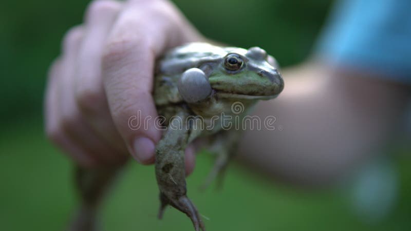 A Big Green Toad in a Man`s Hand. Toad Defends Inflates Bubbles on ...