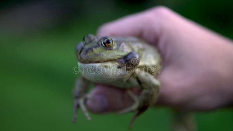 A Big Green Toad in a Man`s Hand. Toad Defends Inflates Bubbles on ...