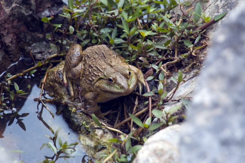 A Big Green Toad is Sitting on the Shore Stock Photo - Image of green ...