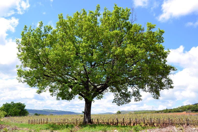 A big green tree stock photo. Image of blue, summer, vineyards - 38579234