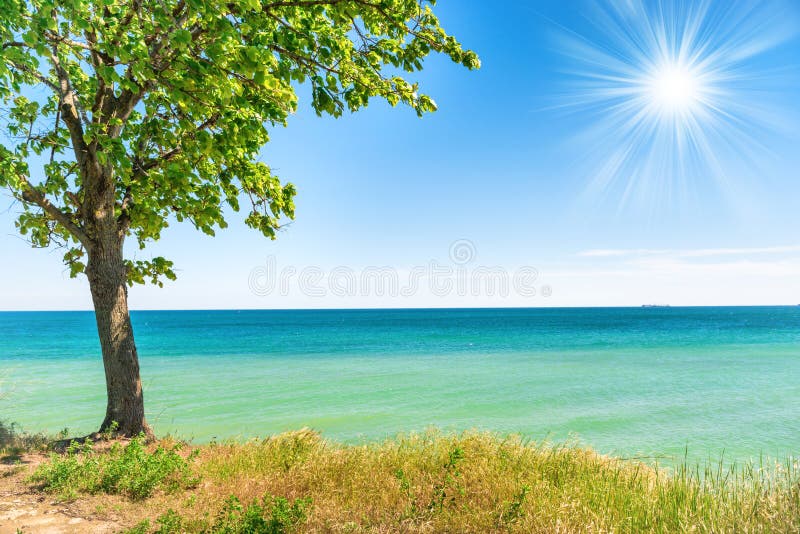Big Green Tree on the Beach Stock Image - Image of outdoor, beach: 93607807