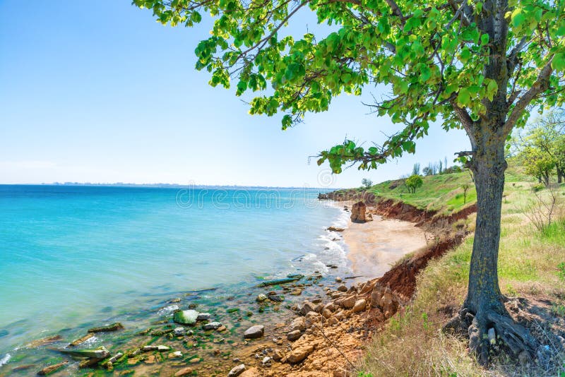 Big Green Tree on the Beach Stock Image - Image of turquoise, tree ...