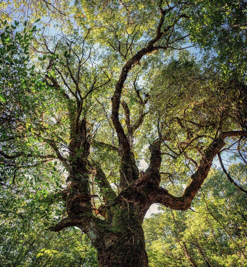 Big Green Tree with Branch and Sunlight in Rain Forest at National Park ...