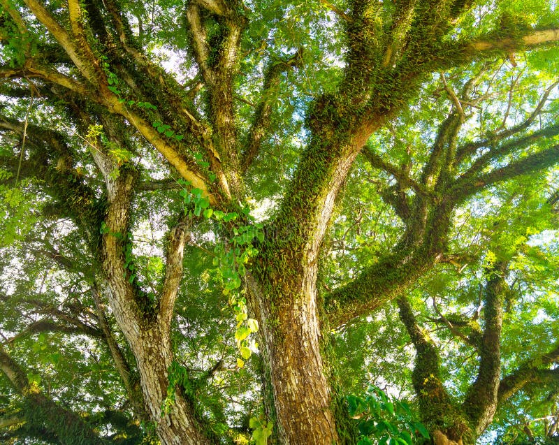 Big Green Tree Branches Background Stock Image - Image of outdoor, feel ...
