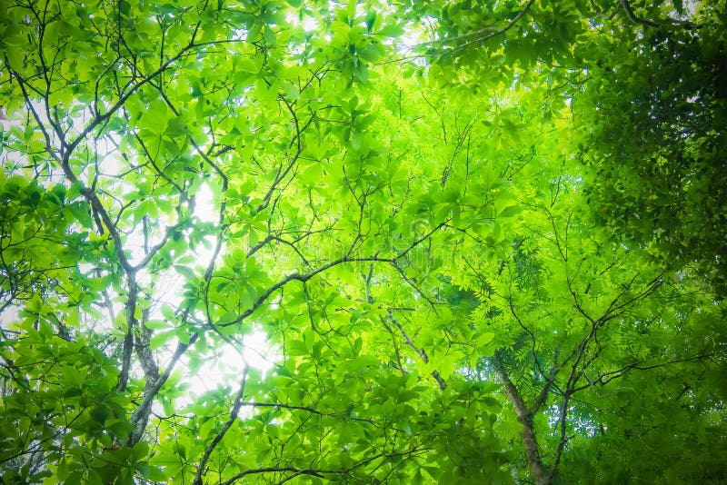 Big Green Tree and Branches of Tree Over Head Stock Image - Image of ...