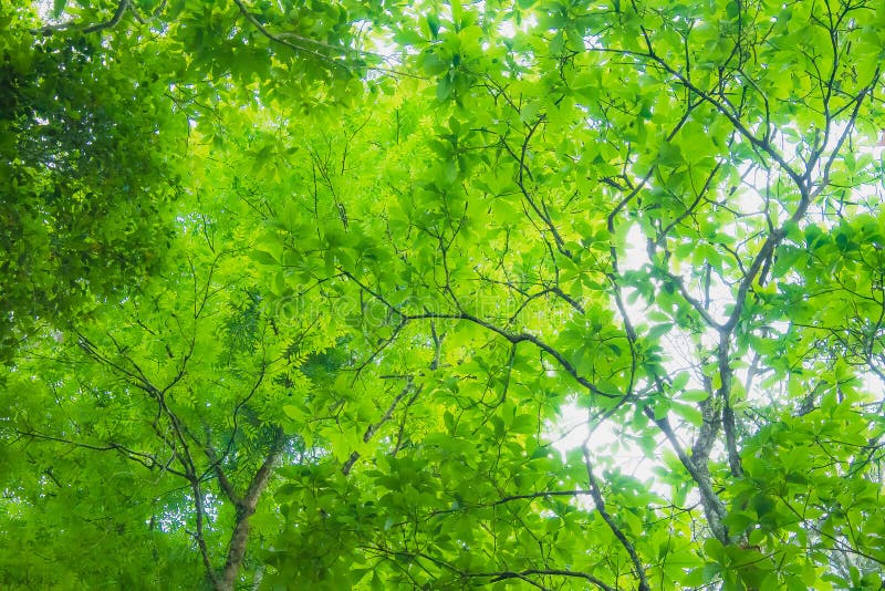 Big Green Tree and Branches of Tree Over Head Stock Photo - Image of ...
