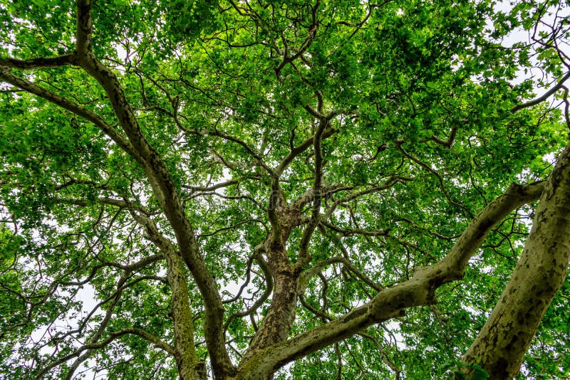 Big green Tree Canopy stock photo. Image of leaf, green - 254267390