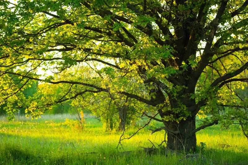 Big green tree stock photo. Image of environment, nature - 170912180