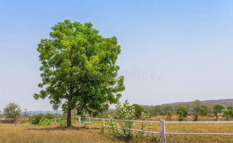 Big green tree in a farm stock photo. Image of natural - 70251702