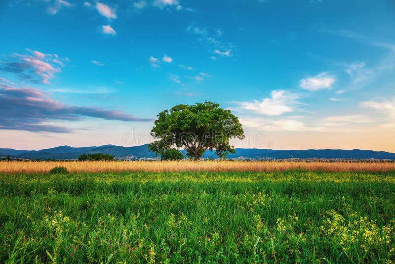 Big green tree in a field stock image. Image of park - 119246365