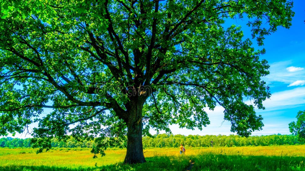 Big green tree in a field stock photo. Image of horizon - 239162268