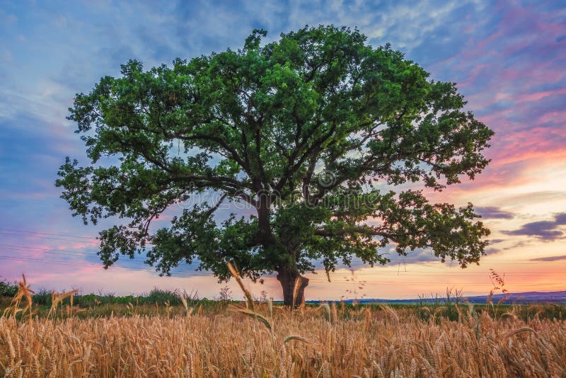 Big Green Tree in a Field, Dramatic Clouds Stock Image - Image of ...
