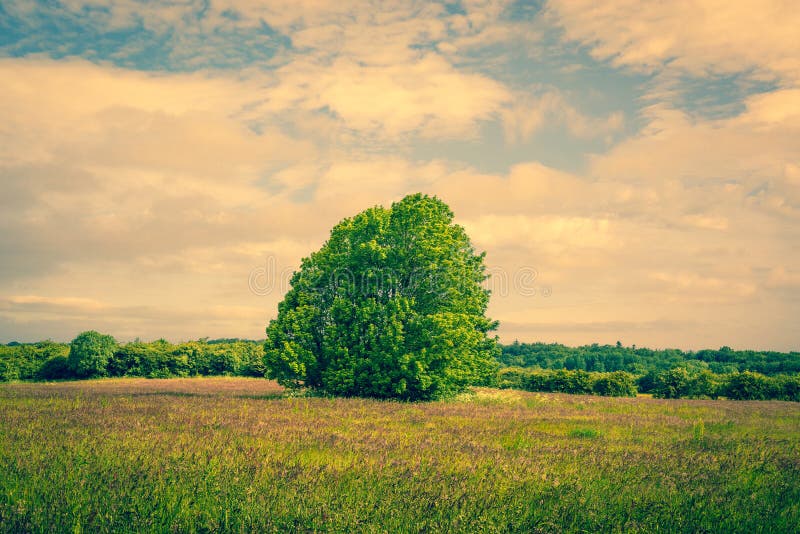 Big green tree on a field stock image. Image of farming - 55970497