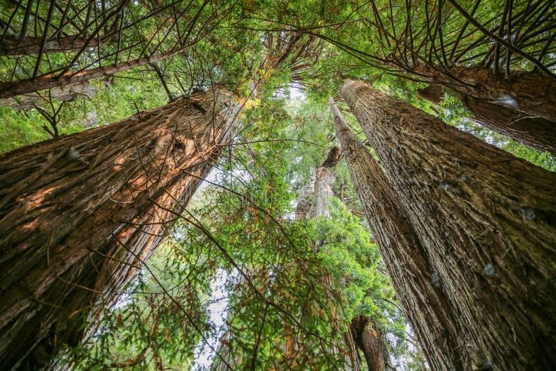 6,711 Green Look Tree Up Stock Photos - Free & Royalty-Free Stock ...