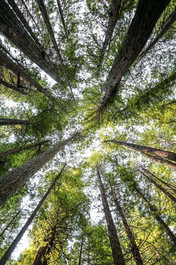 Big Green Tree Forest Look Up View at Redwoods National Park Spring ...