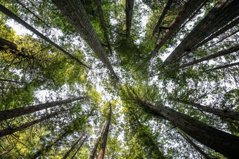 Big Green Tree Forest Look Up View at Redwoods National Park Spring ...