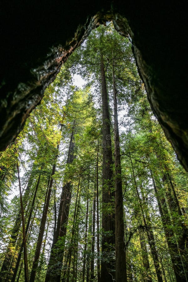 Big Green Tree Forest Trail at Redwoods National Park Spring Stock ...