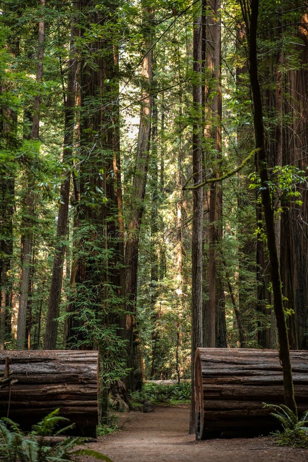 Big Green Tree Forest Trail at Redwoods National Park Spring Stock ...