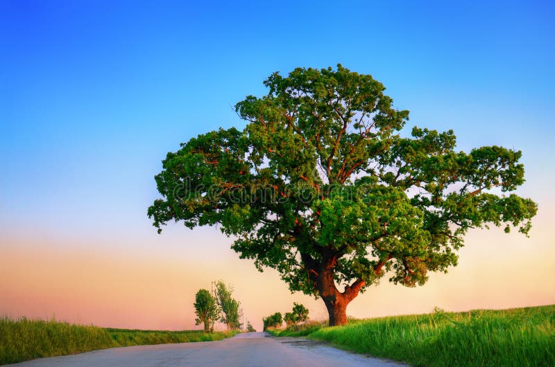 Sunset Tree stock image. Image of natural, leaves, nature - 29836837