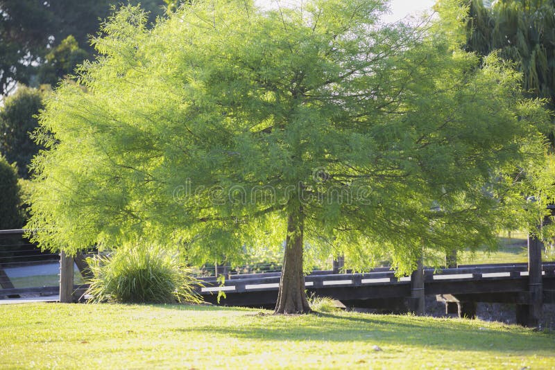 A Big Green Tree in a Garden Stock Image - Image of nature, country ...