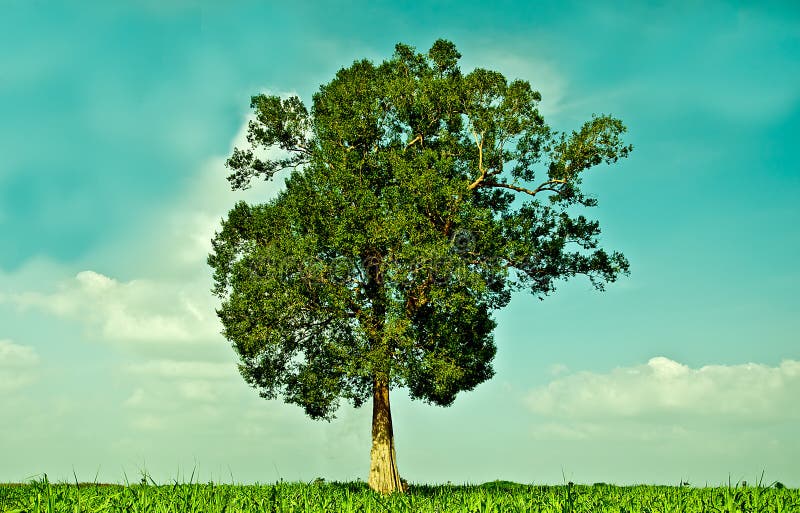 The Big green tree stock image. Image of growth, lawn - 41206563
