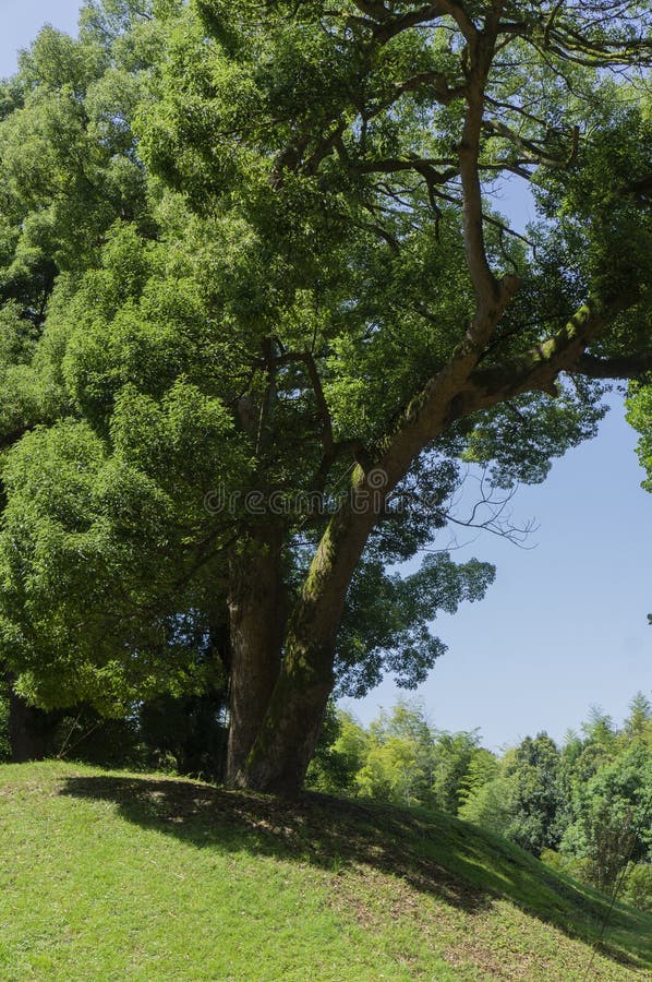 Big Green Tree Growing on a Slope. Summertime Stock Image - Image of ...
