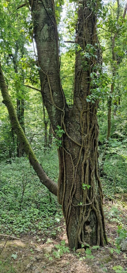 A Big Green Tree with Many Branches Stock Photo - Image of outdoors ...