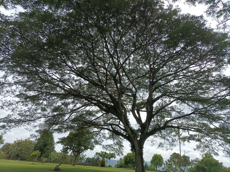 Big and Green Tree with Many Branches and Leaves Stock Image - Image of ...