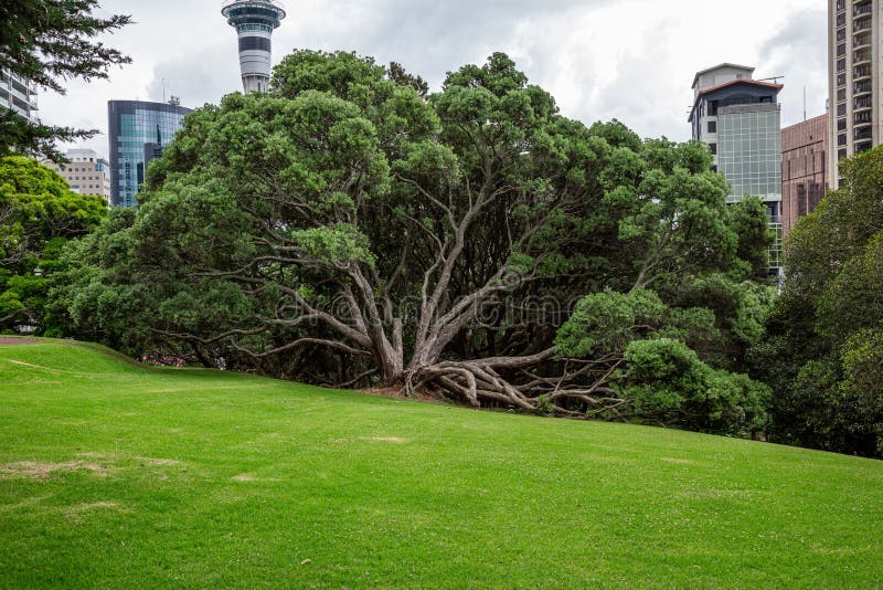 Big Green Tree with Many Branches in a Park and Grass in the Foreground ...