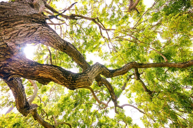 A Big Green Tree in the Morning. Stock Photo - Image of field ...
