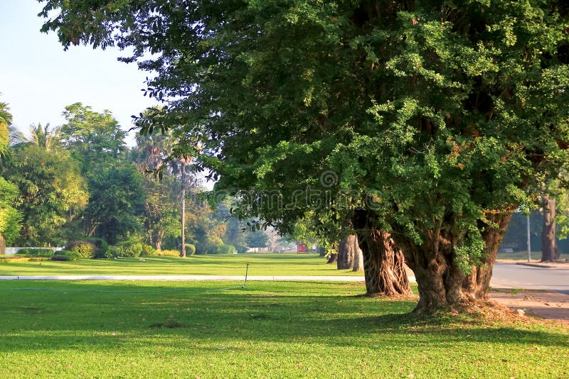 Big Green Tree beside the Road Stock Photo - Image of landscape ...