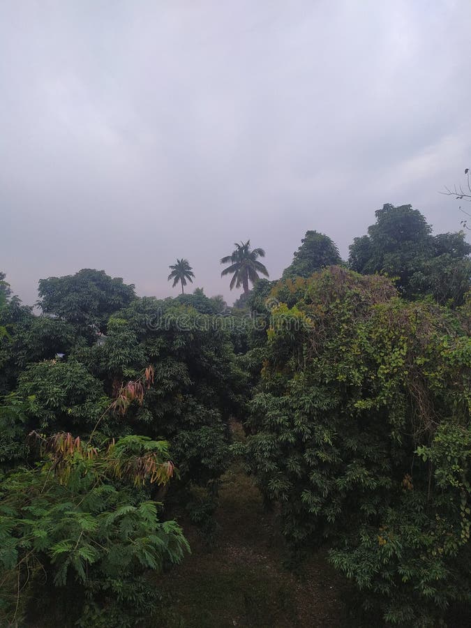 This is a Forest of Bihar India. Stock Image - Image of forest, bell ...