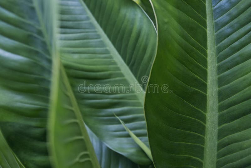 230+ Horizontal green leaf texture Free Stock Photos - StockFreeImages