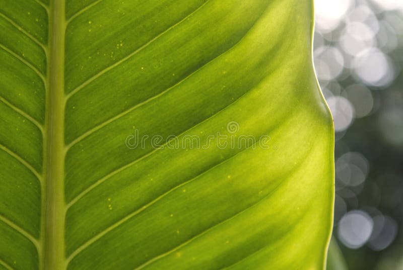 Green Tropical Leaves Plants, Close Up of Various Sizes of Leave ...