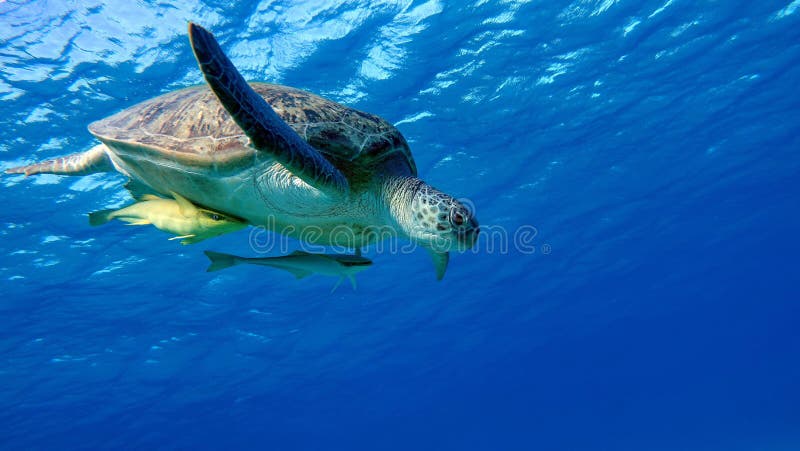 Green Turtle on the Reefs of the Red Sea. Stock Image - Image of reefs ...